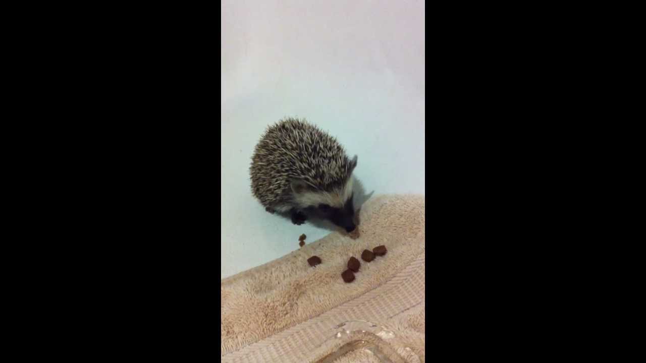 Krimpvarkie visitor to Cottage D - YouTube