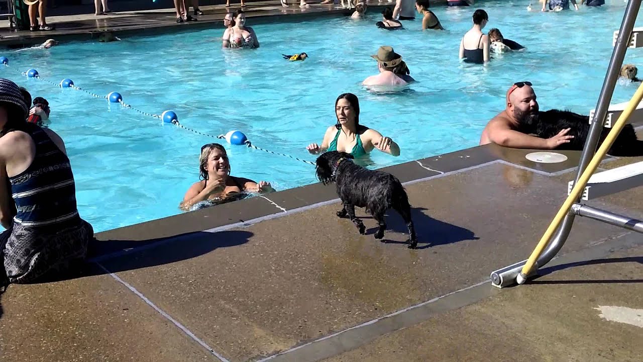 Dog pool party - YouTube