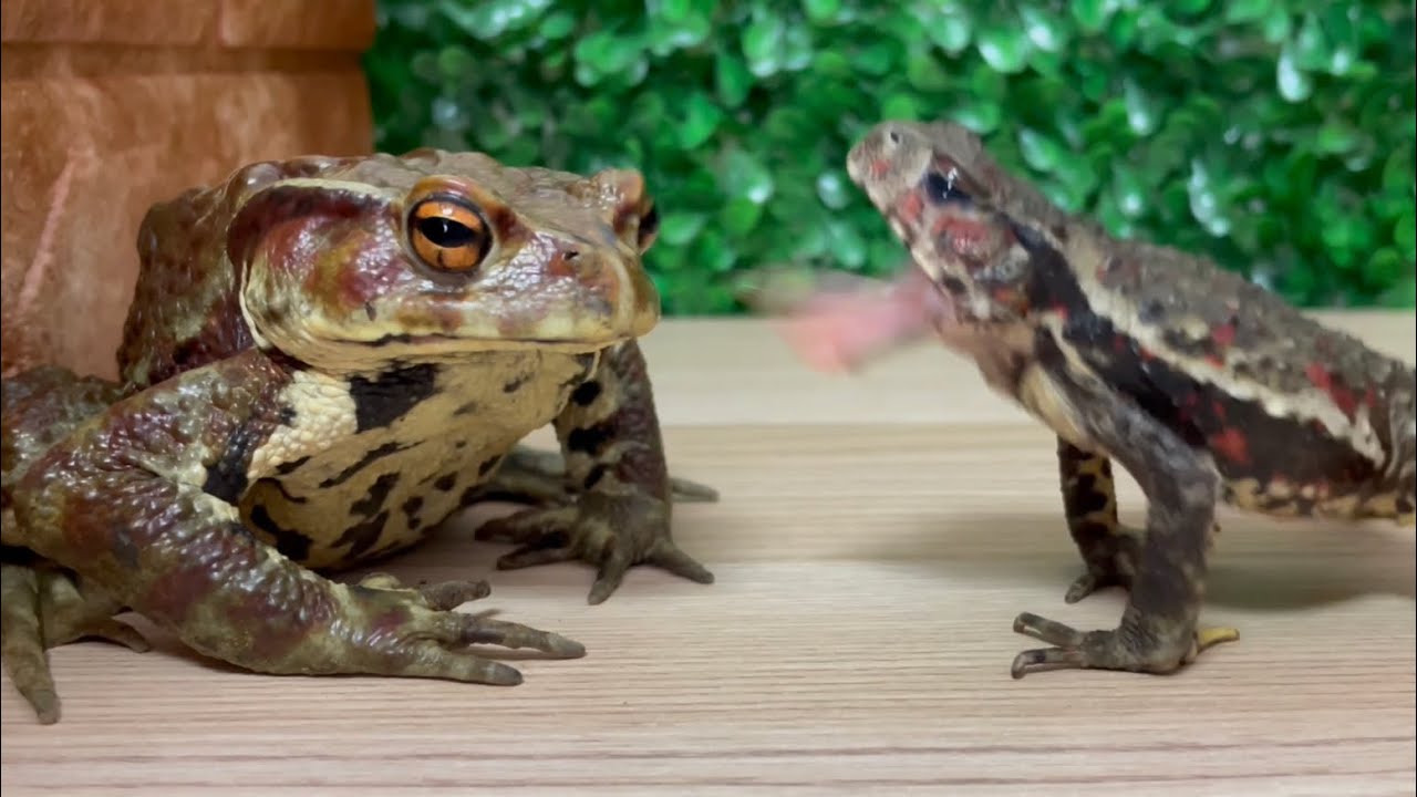 Monster Toad (Lesner) vs Spider-Man [toad & toda] - YouTube