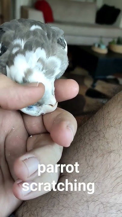 parrot scratching - YouTube