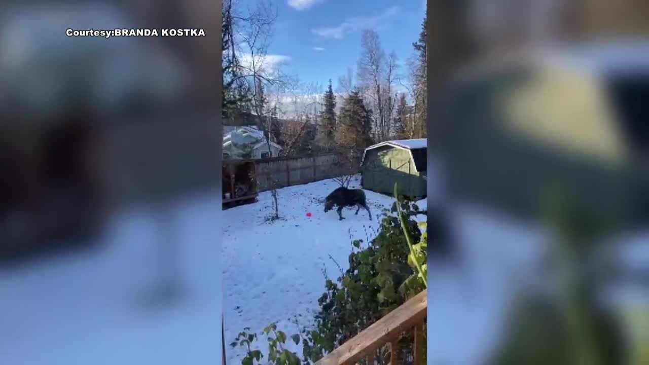 Moose playing in Eagle River backyard. - YouTube