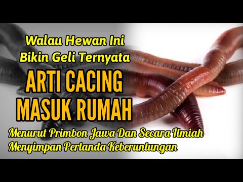 WALAU BIKIN GELI TAPI MENYIMPAN PERTANDA KEBERUNTUNGAN, Arti CACING MASUK RUMAH Menurut Primbon Jawa