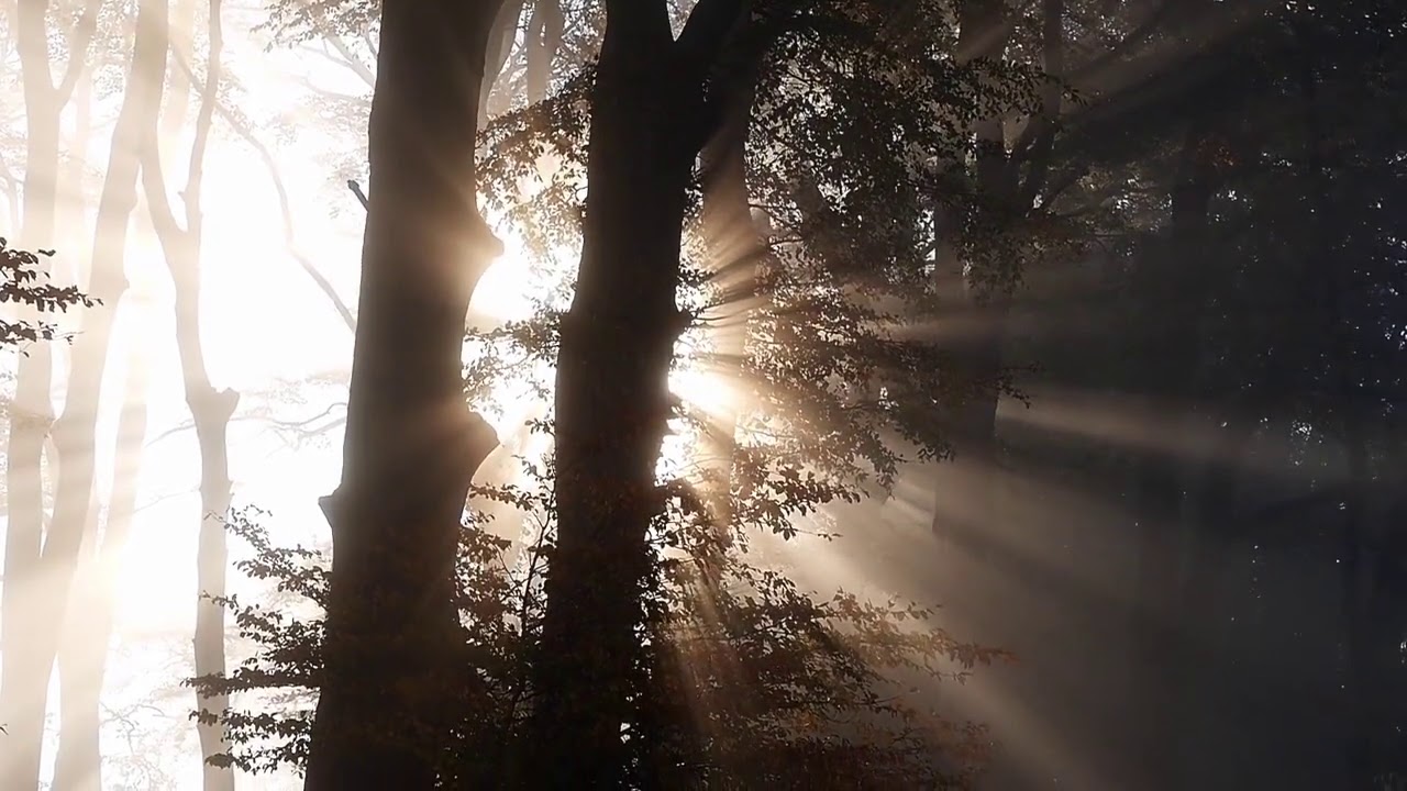Trees and Mountains with Cello Music. Relaxation, Meditation, Sleep Aid ...