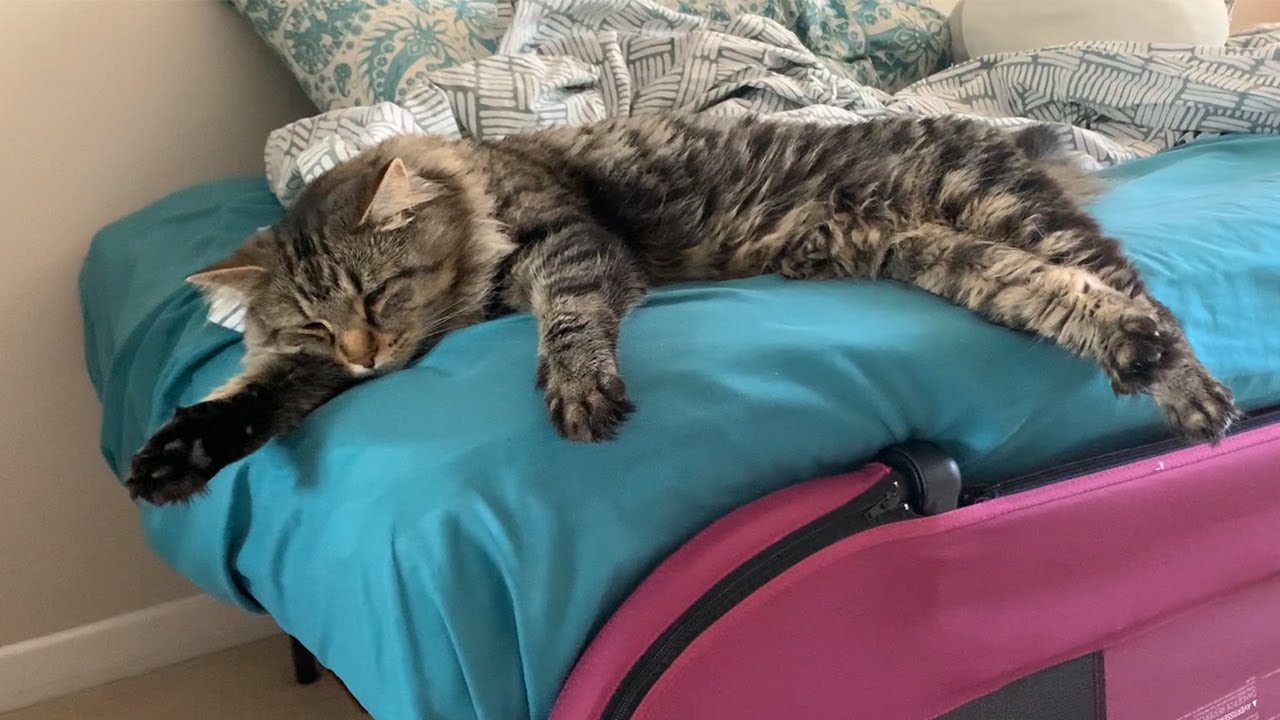 Why My Hardworking Sleepy Cat STOLE My Bed! 😹 - YouTube