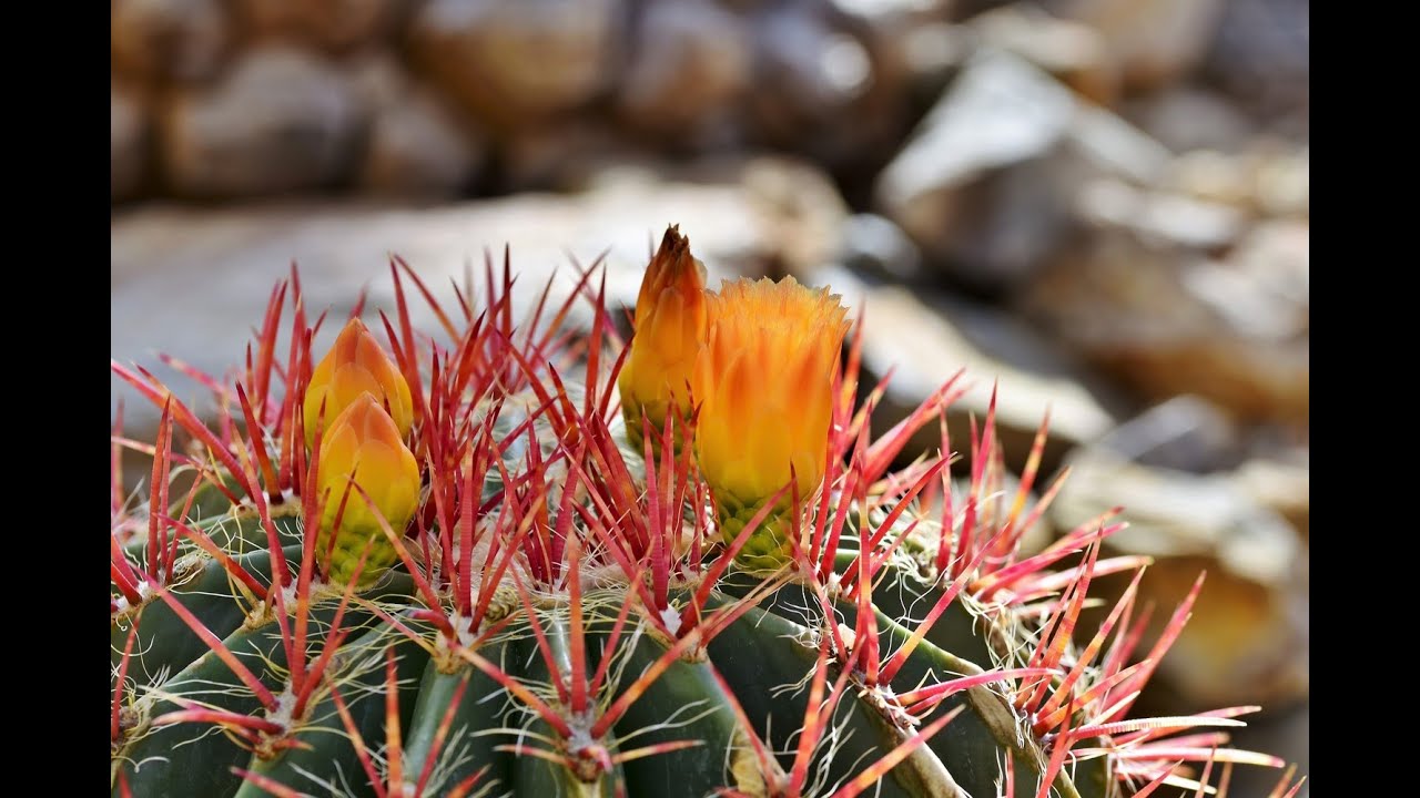 VU 23 Joy Shall Come - YouTube