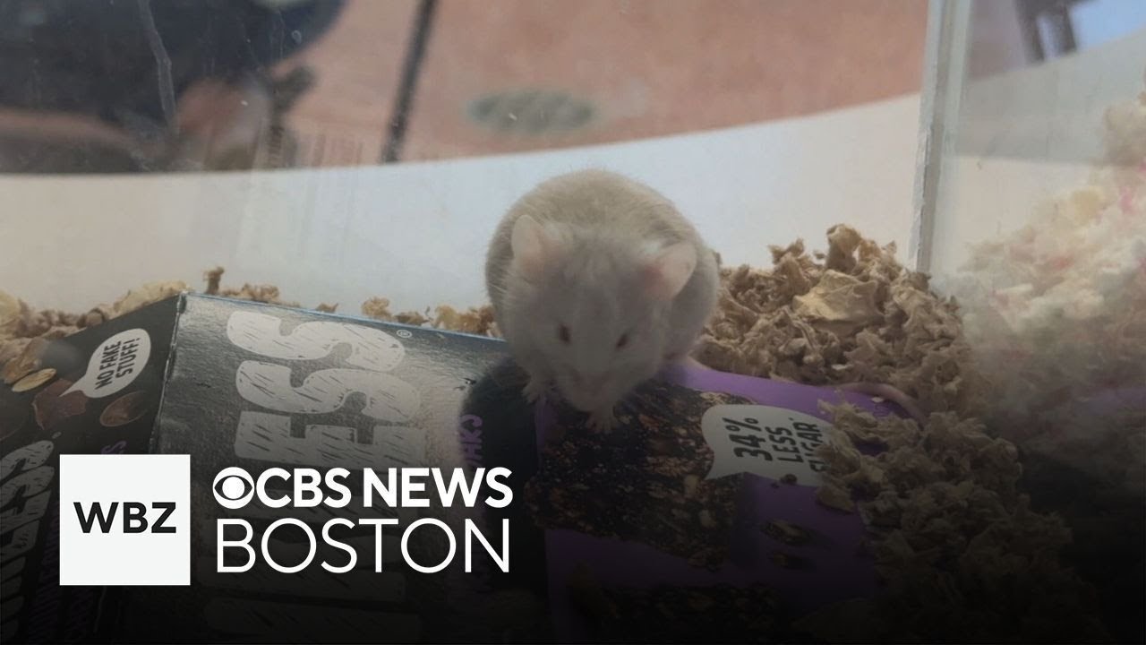 New Hampshire animal shelter has hundreds of mice for adoption - YouTube
