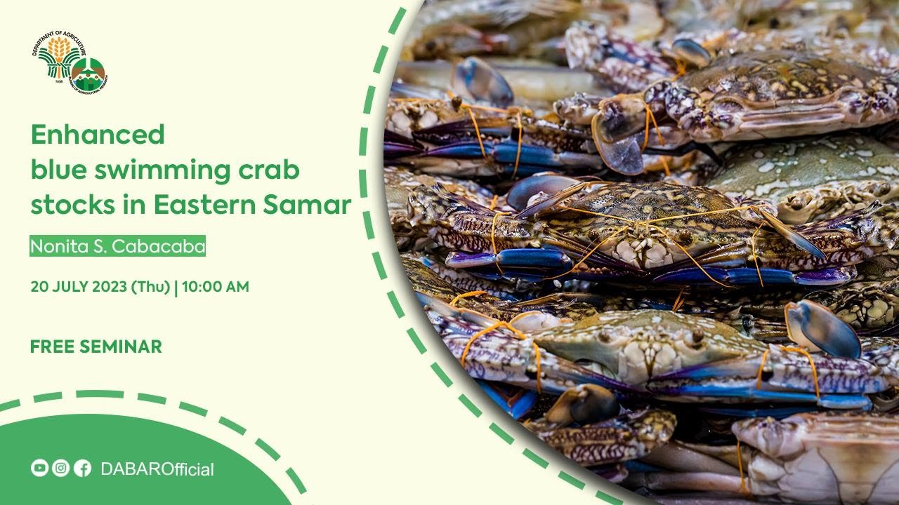 Enhanced Blue Swimming Crab Stocks in Eastern Samar - YouTube