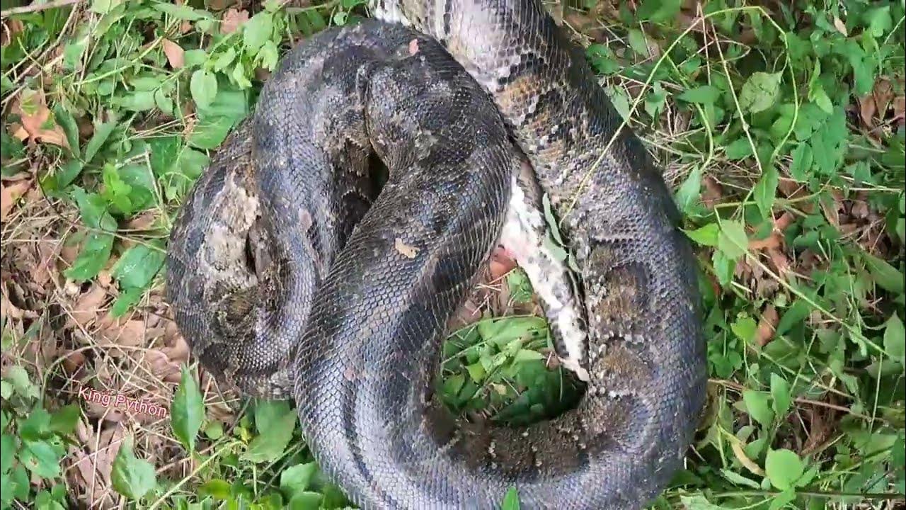 Team Spider-Man and Hunter Confront A Giant Man-Eating Python - YouTube