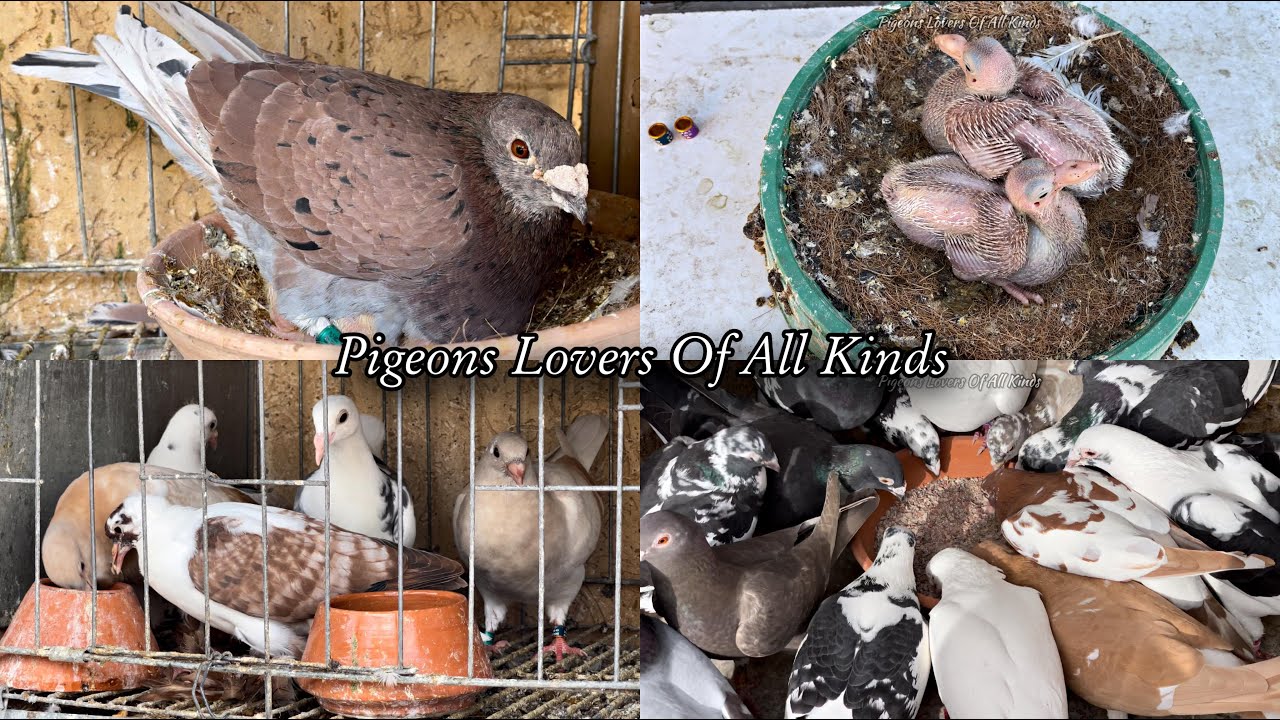 In this video you will see many wonderful shots of raising pigeons ...