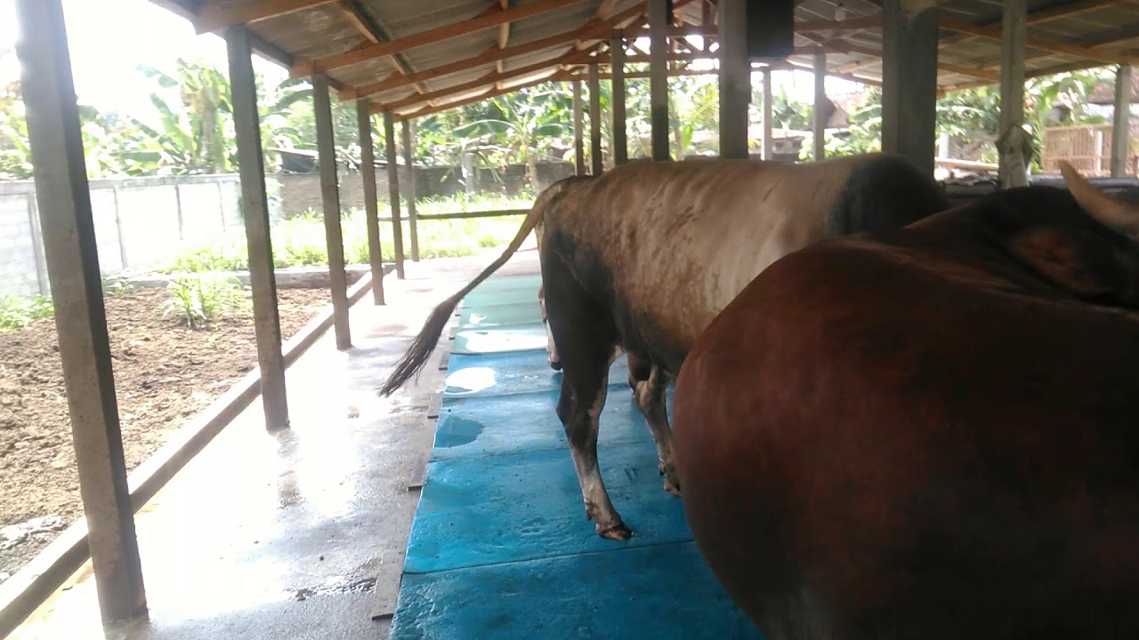 Sapi mung 3 ekor, bokong sapi - YouTube