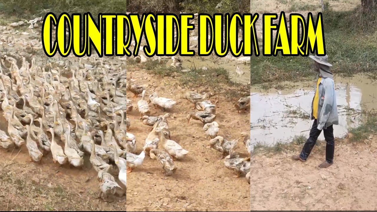 Countryside so amazing million ducks in the farm - YouTube