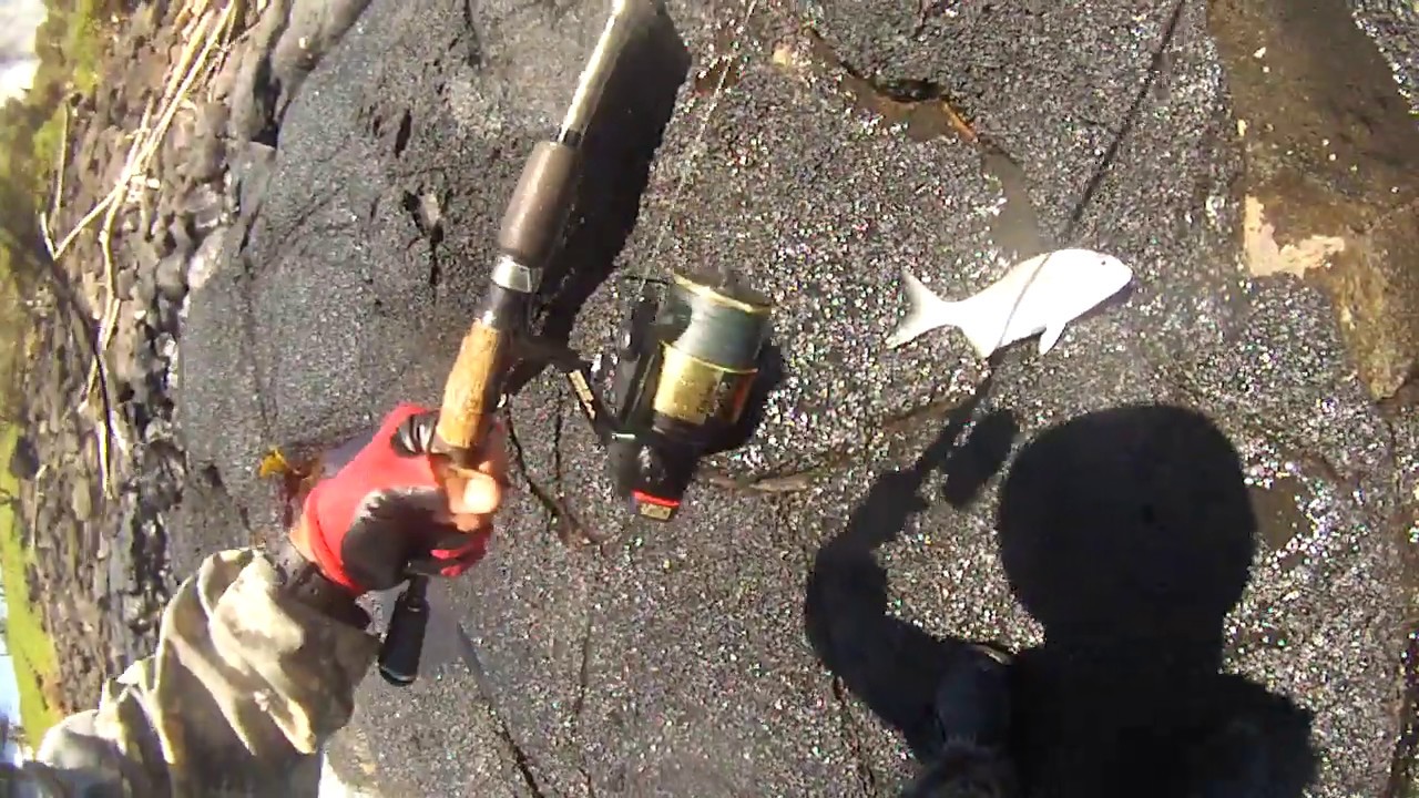 Daiwa SS2600 small game - YouTube