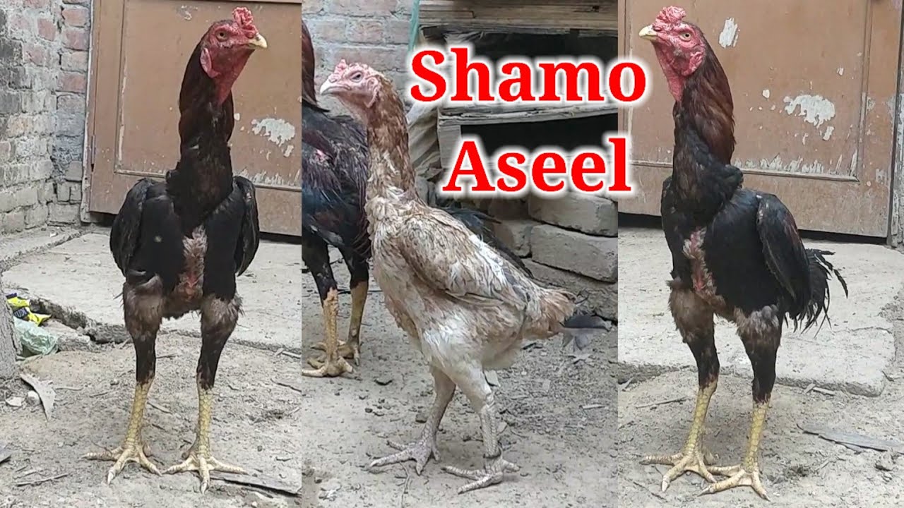 Aseel shamo murga | aseel lakha murga | असील शामो मुर्गा | असील लाखा ...