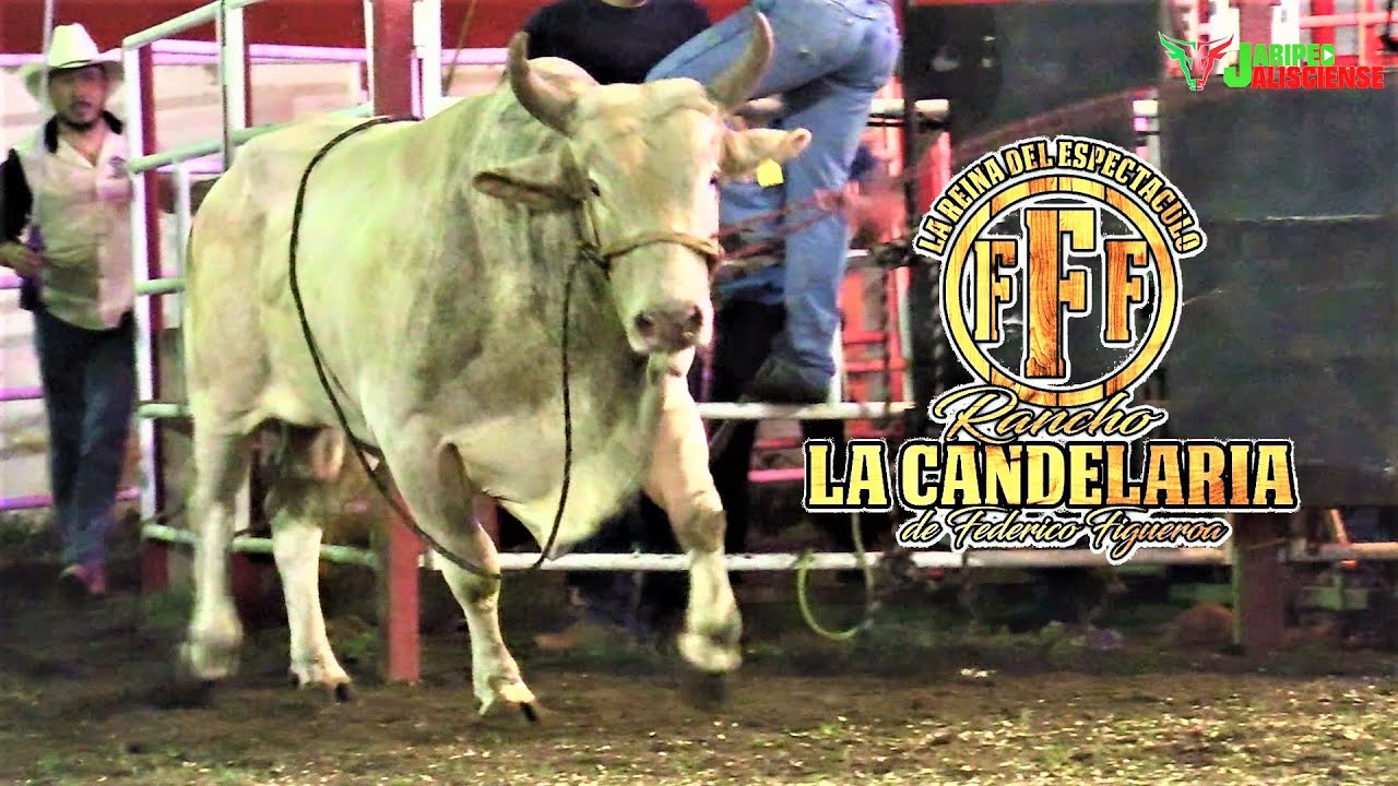 ¡LA MEJOR GENETICA EN TOROS DE REPARO! RANCHO LA CANDELARIA EN TOLIMAN ...