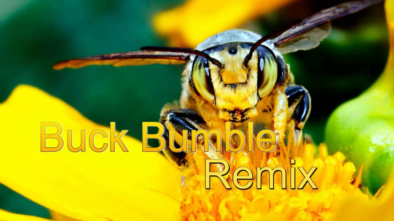 Buck Bumble Remix - YouTube