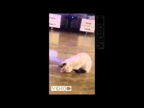 pişik azan dinləyir