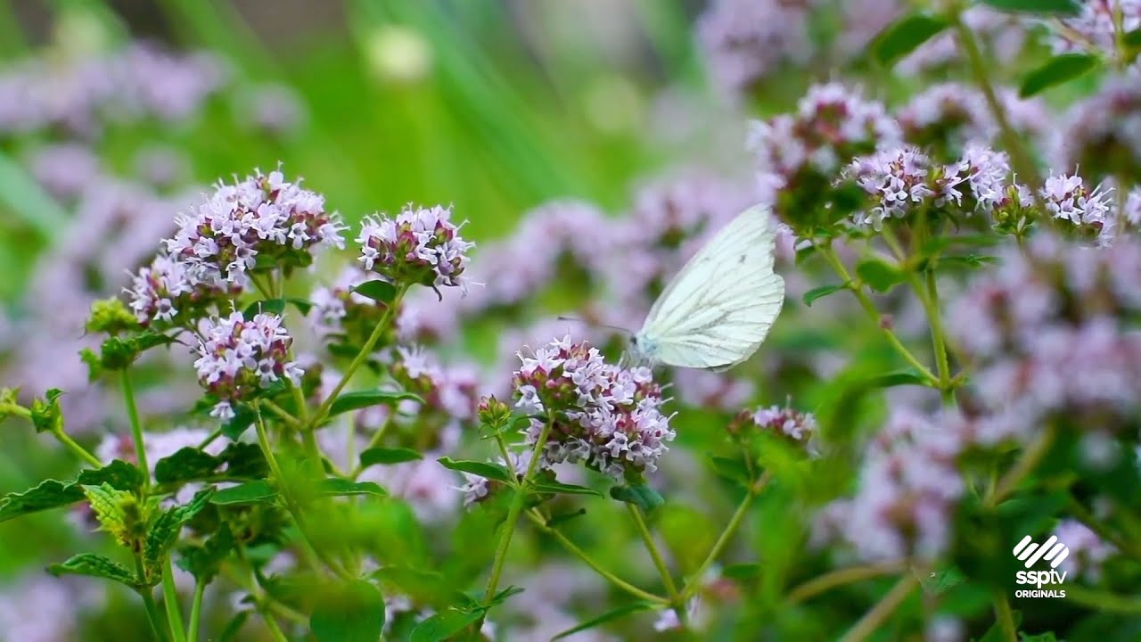 SSPTV News - Outdoor Exploring: Butterflies - YouTube