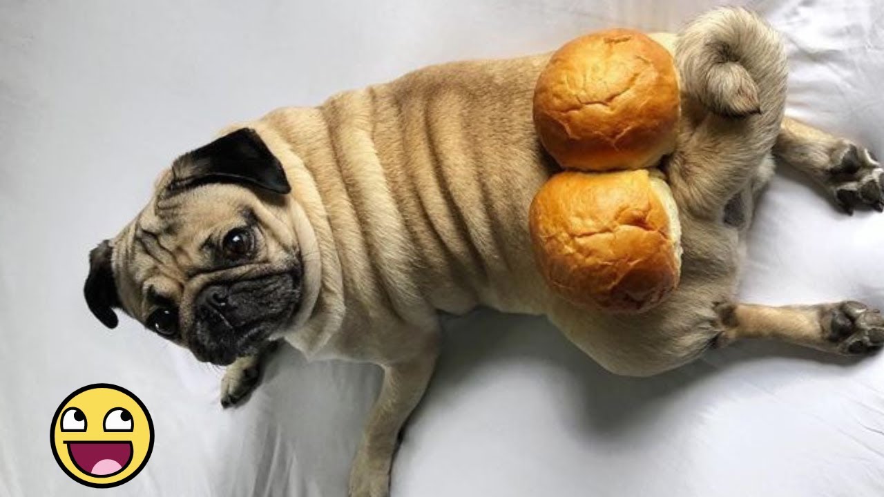 These Dogs Are Comedy Masters—Funniest Pooch Compilation! - YouTube