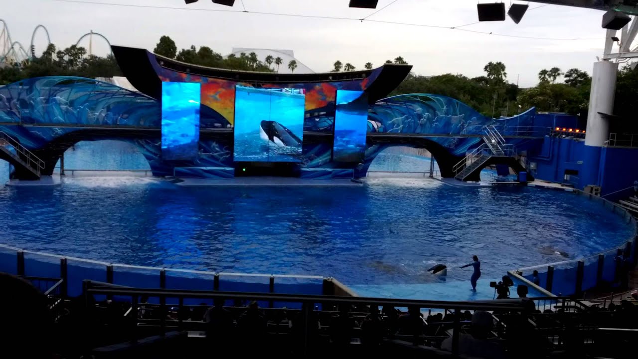 Apresentação Orcas Shamu SeaWorld Orlando 22/07/12 - YouTube