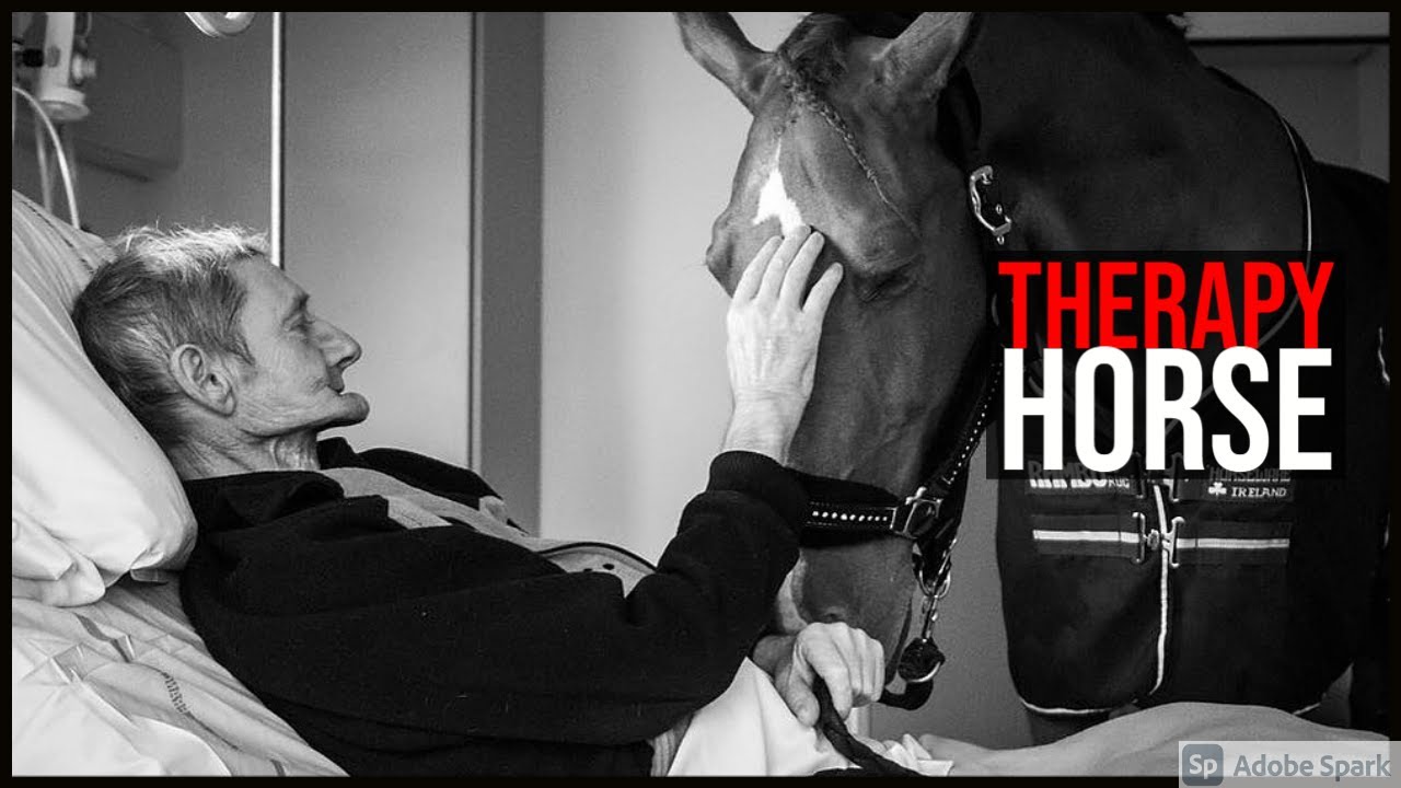 Meet Peyo, The Therapy Horse Bringing Love And Hope To Hospital’s ...