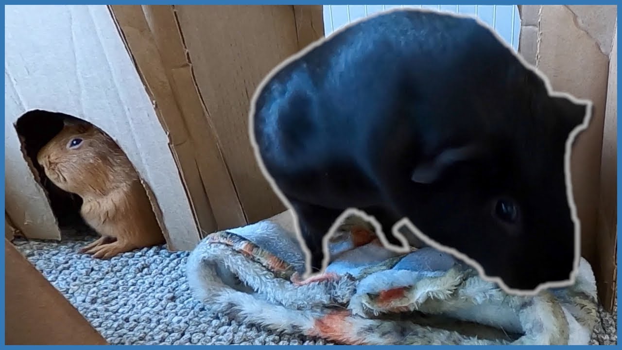 Guinea pigs popcorning in slow motion - YouTube