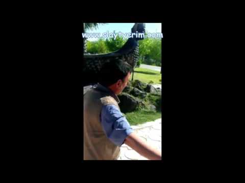 Mısırın Sultanı Börekçi Abi