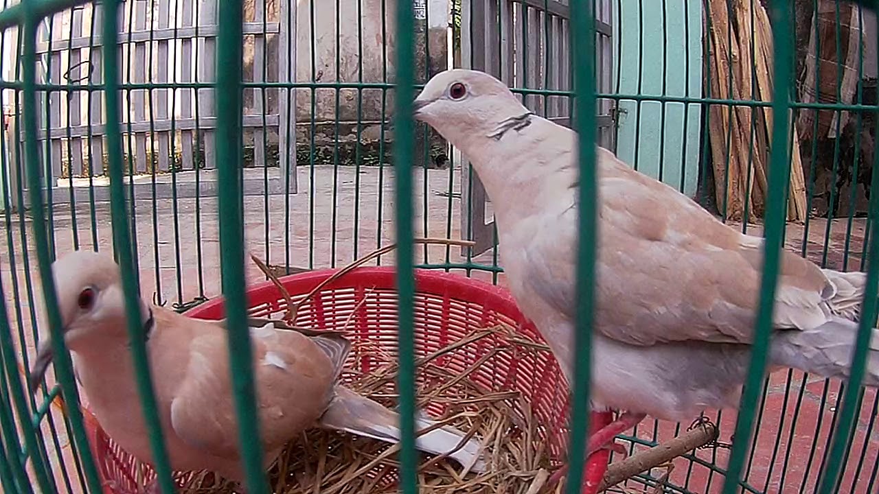 Chim cu gáy - YouTube