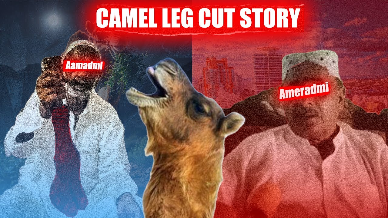 Camel Leg Cut Documentary - Full Story - YouTube