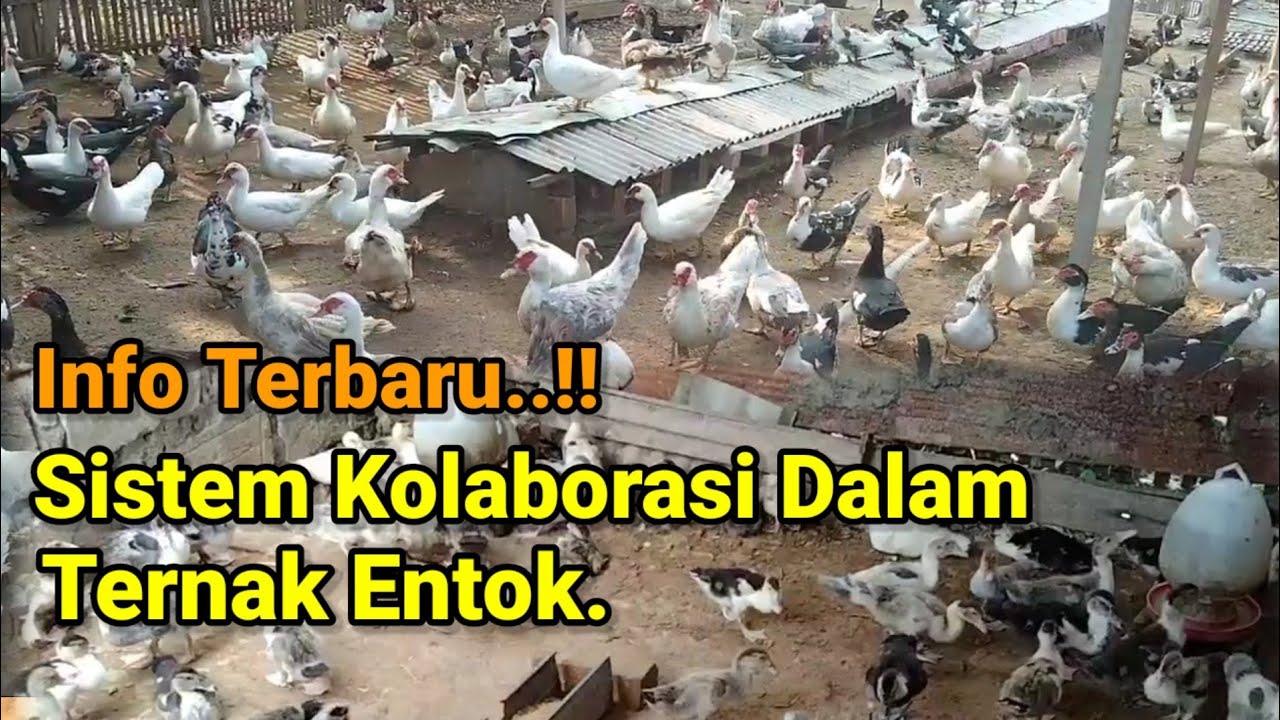 Inilah Sistem Ternak Entok Terbaik Yang Bisa Menghasilkan. - YouTube