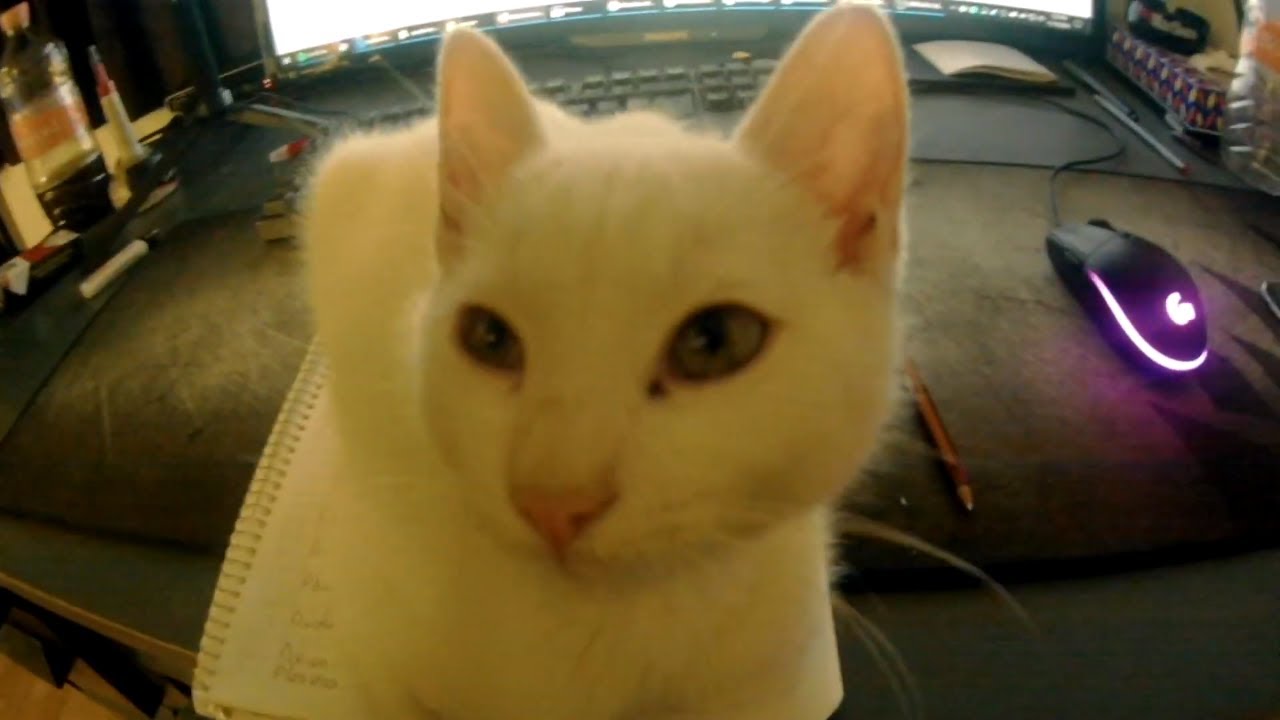 Gato Mirando Fijamente Imágenes De Gato Negro Curioso Libres De