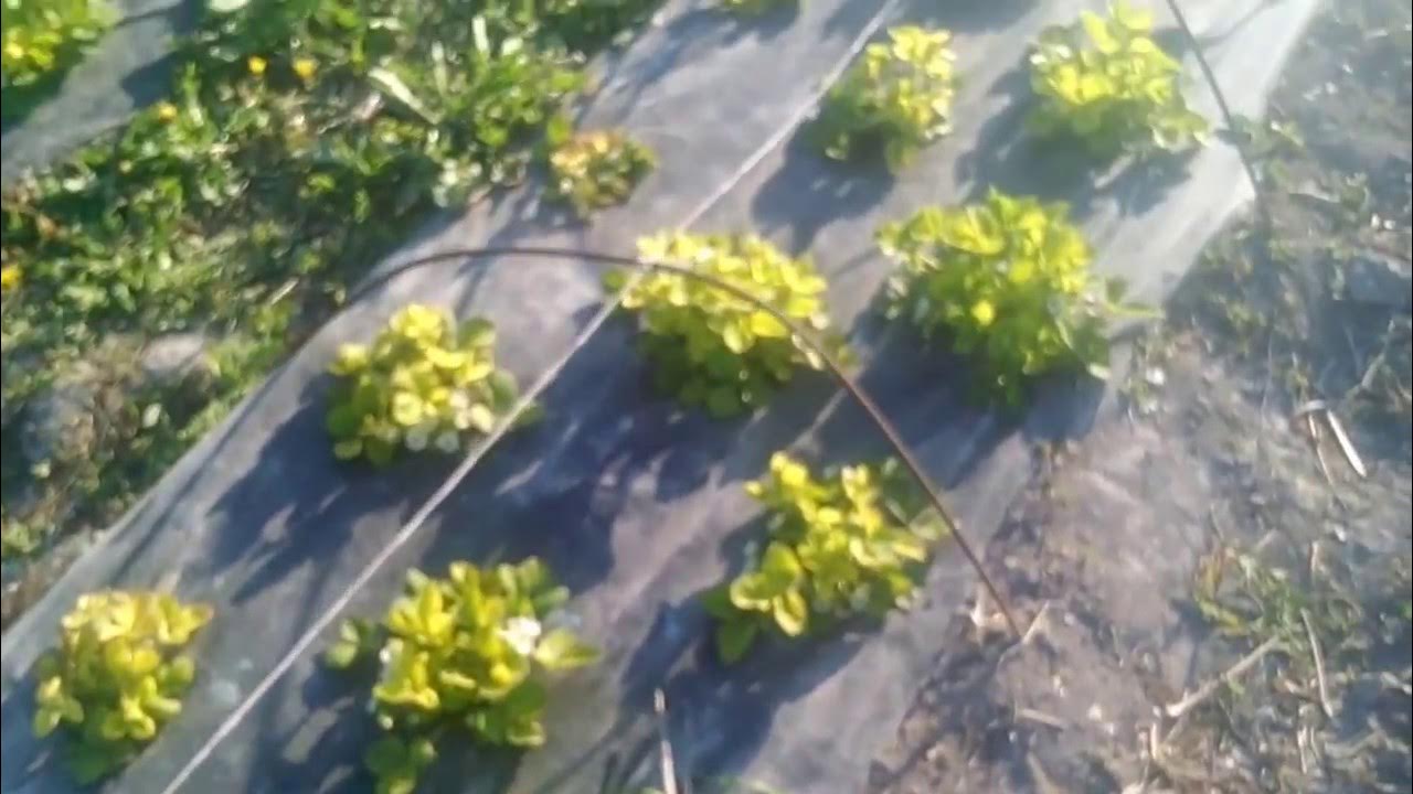 Крупноплодная садовая земляника(клубника) Гигантела -Максим. Начало ...