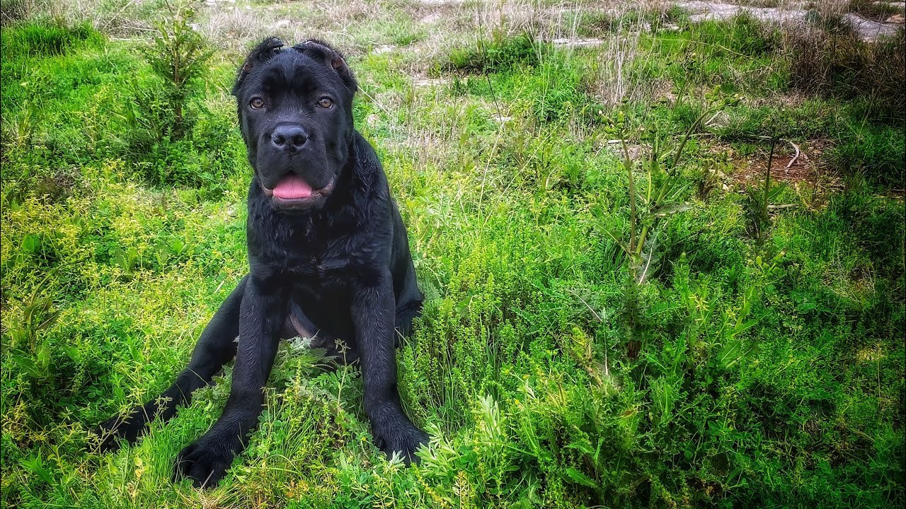 The GIANT is here!!! The biggest Cane Corso puppy I have ever seen!!! 🤯 ...