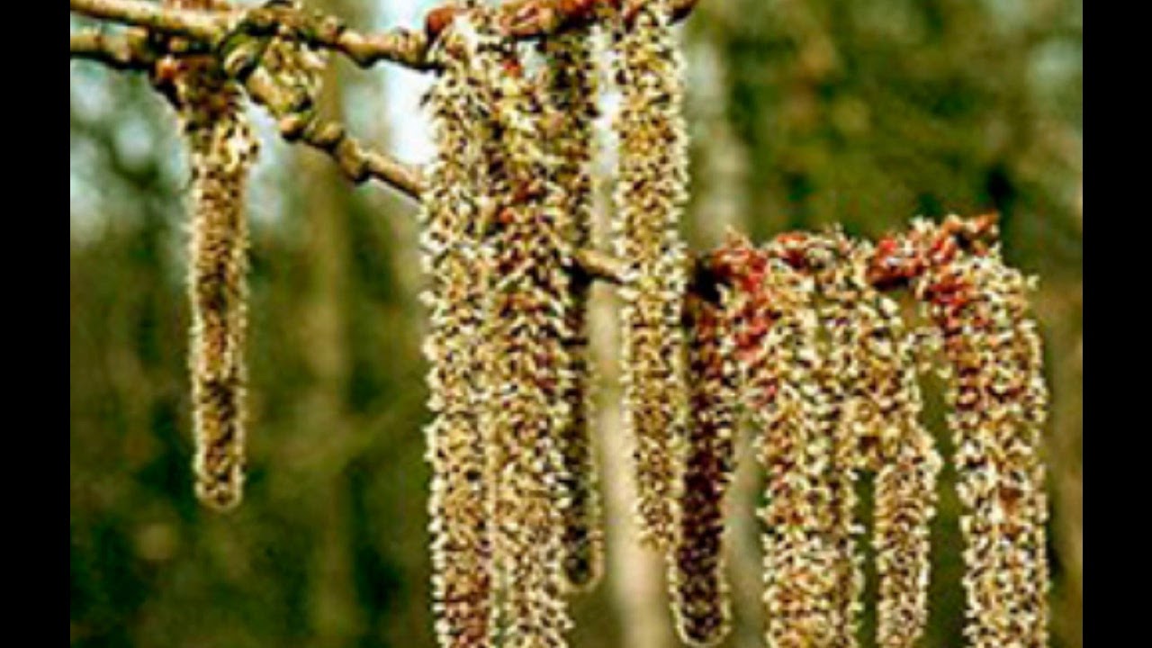 Flores de Bach n. 2 ASPEN (Alamo Temblón) - YouTube