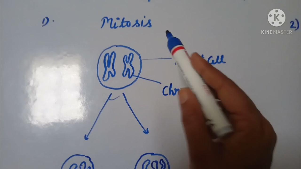 Cell Division class - 9th - YouTube