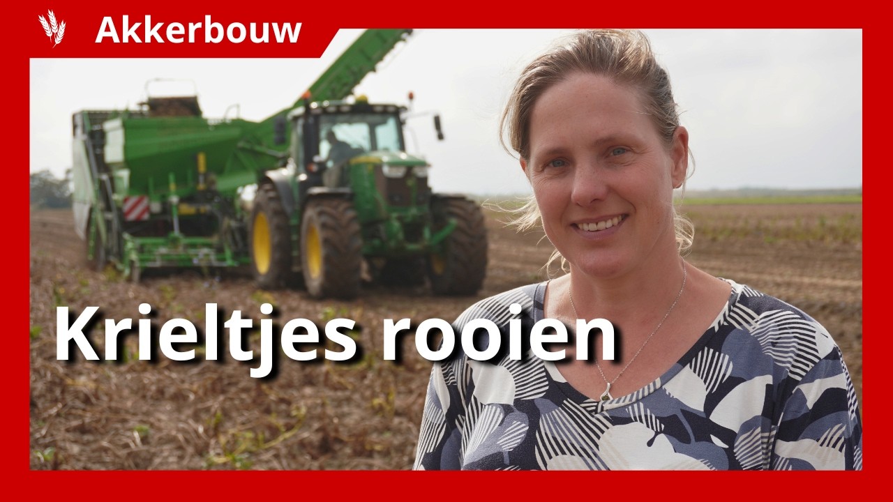 Aardappelen op 1,50 meter bedden rooien - YouTube