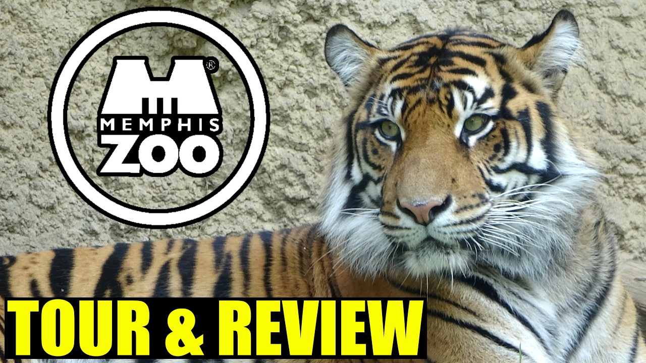Memphis Zoo Tour & Review with The Legend - YouTube