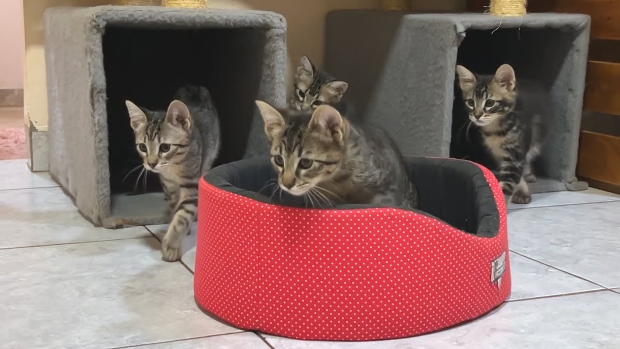The kittens want to play with their dad cat #151 - YouTube