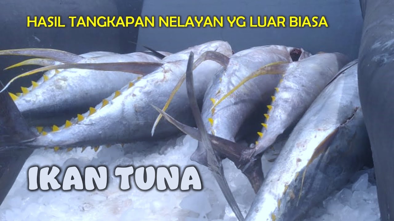 LUAR BIASA ‼️, IKAN TUNA HASIL TANGKAPAN NELAYAN DIDARATKAN DI ...
