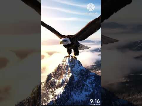 Egale and crow bird friend story #shorts #story #egale #birds #boy#freinds #reels #youtubeshorts