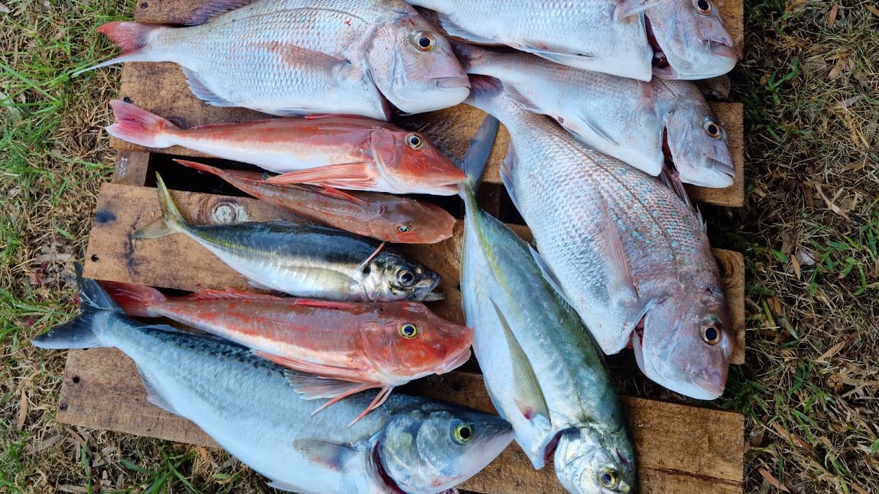 Blue shark catch&release, Snapper, Gurnard, Trevally, Kahawai, Jack ...