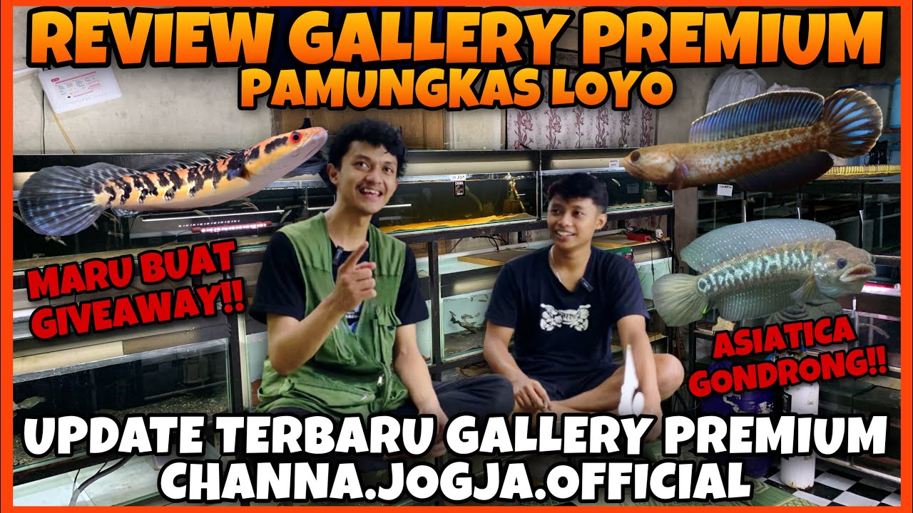 REVIEW GALLERY PREMIUM PAMUNGKAS YOLO !! CHANNA JOGJA OFFICIAL !! - YouTube