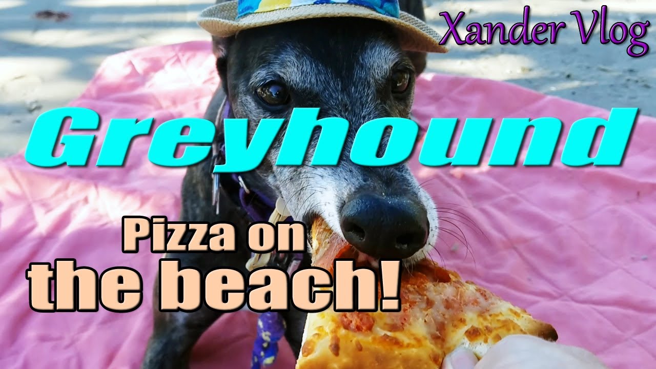 Greyhound has pizza on the beach | Bird Creek beach - Yankeetown ...