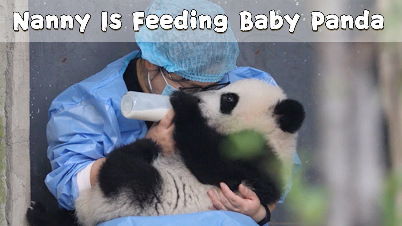 Nanny Is Feeding Baby Panda | iPanda - YouTube