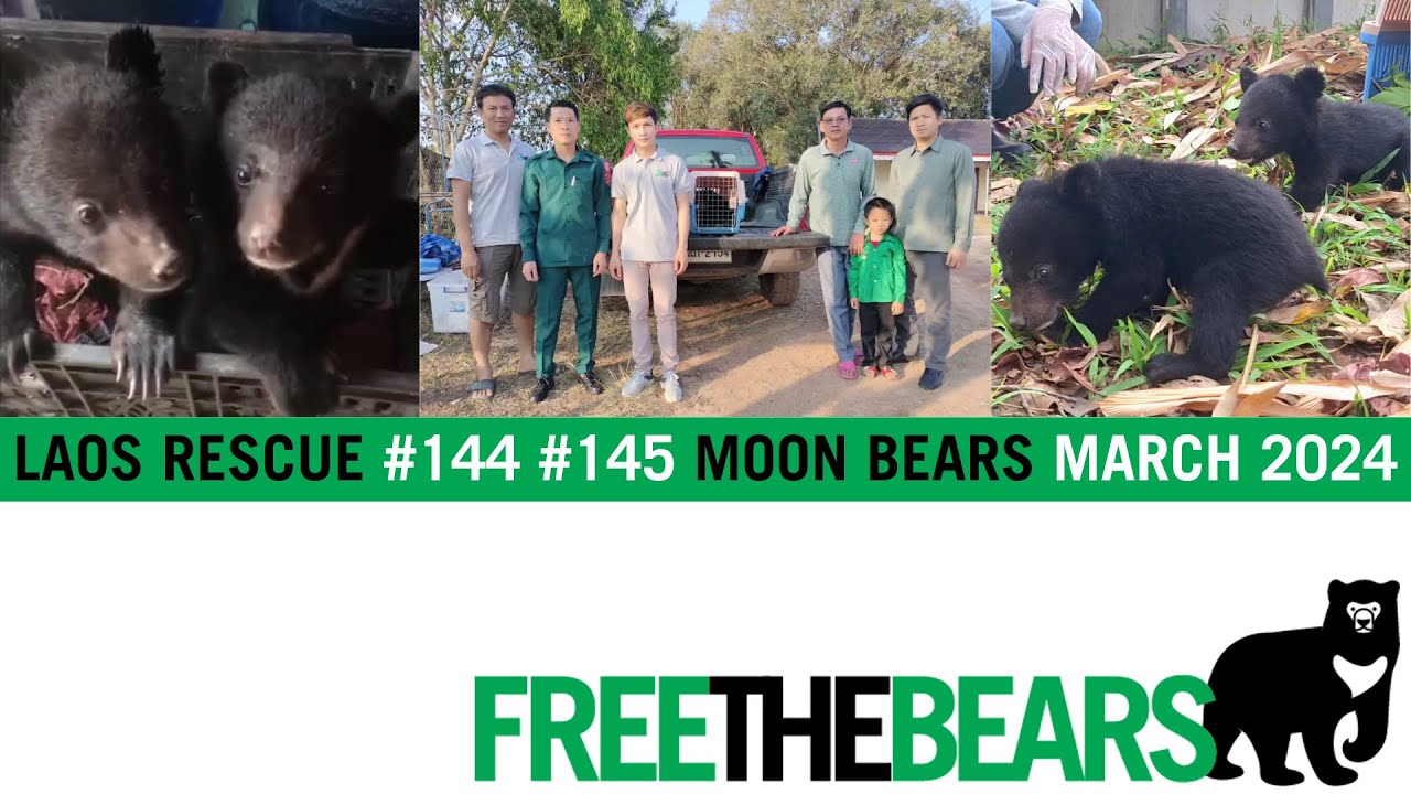 Two Moon Bear Cubs Rescued on World Bear Day - YouTube