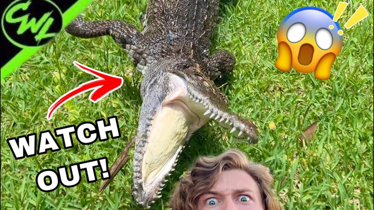 Cranky Crocodile + Spitting Cobra in ACTION! - YouTube