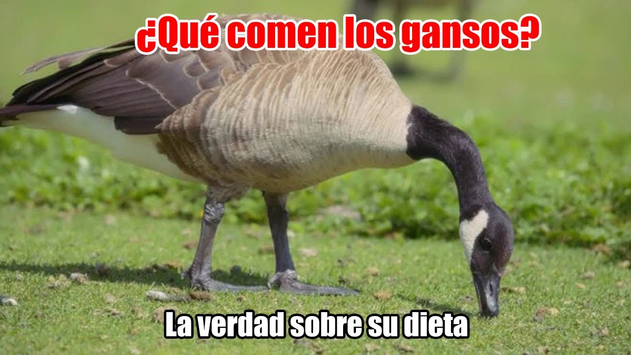 ¿Qué comen los gansos? Descubre su alimentación y curiosidades - YouTube