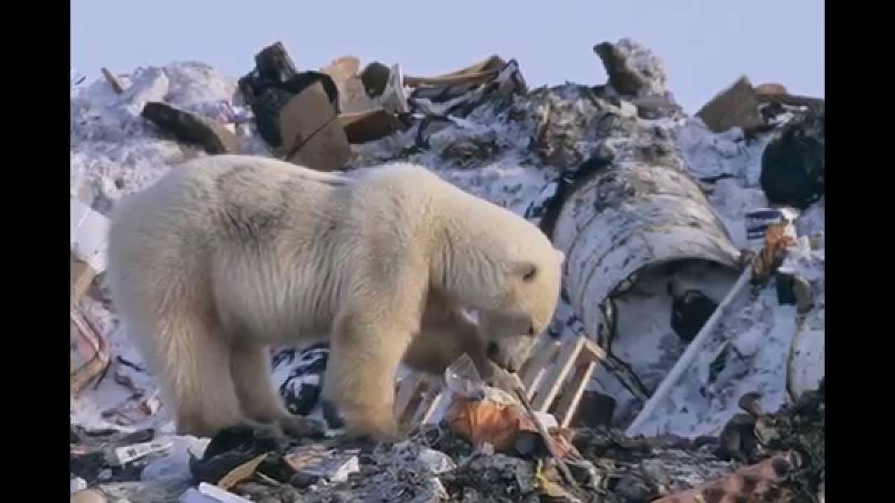 Effects Pollution Has On Animals YouTube effects-pollution-has-on-animals-youtube