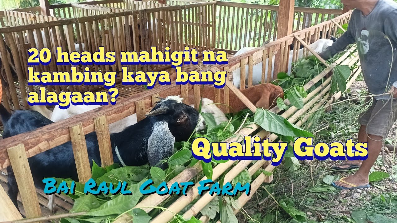 Goat farming | Upgraded & Purebred Nubians goats | Goat feeding - YouTube
