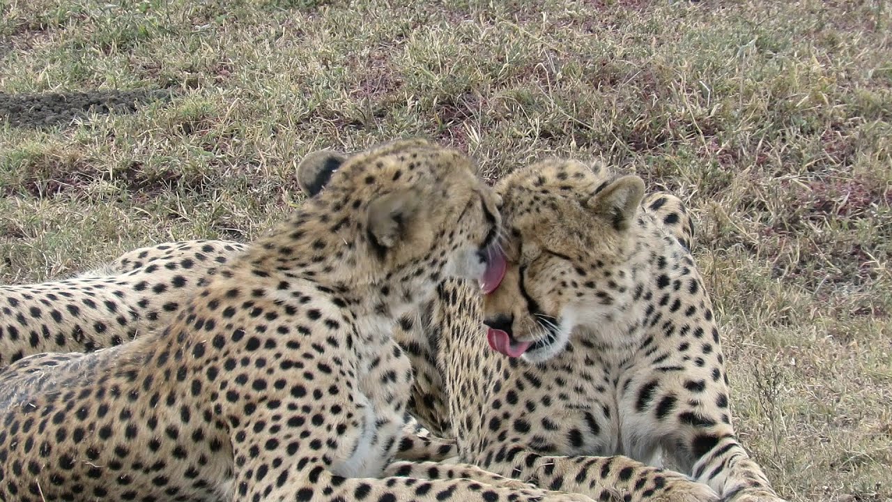 Rare Coalition of 5 Male Cheetahs, Maasai Mara, Kenya - YouTube