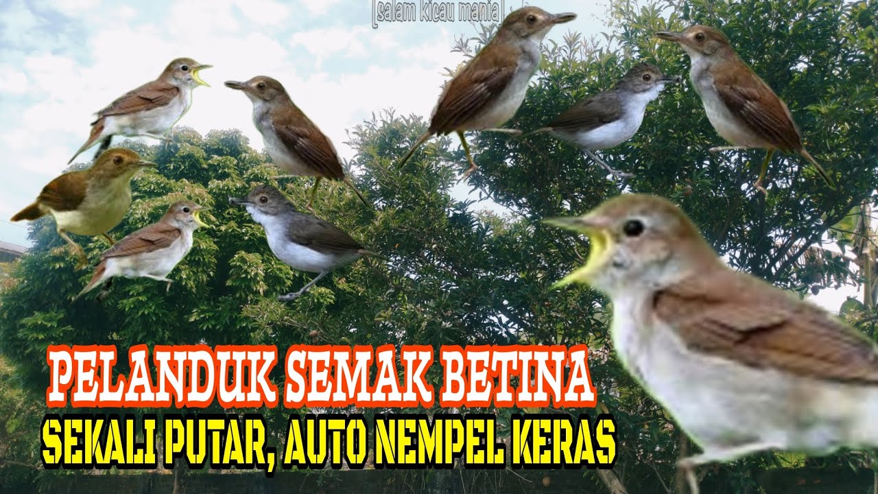 Suara Pikat Burung Pelanduk Semak Ampuh || Pelanduk Semak Betina ...